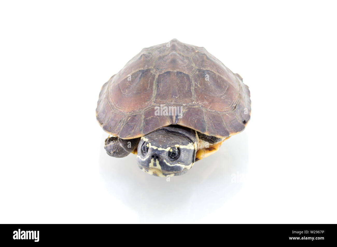 Turtle isolated on a white background Stock Photo - Alamy