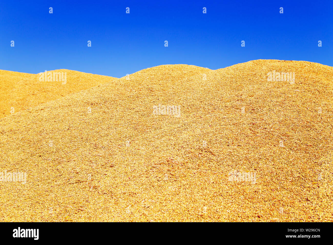 Pile of ripe wheat grains against a blue sky. Harvest, agriculture ...