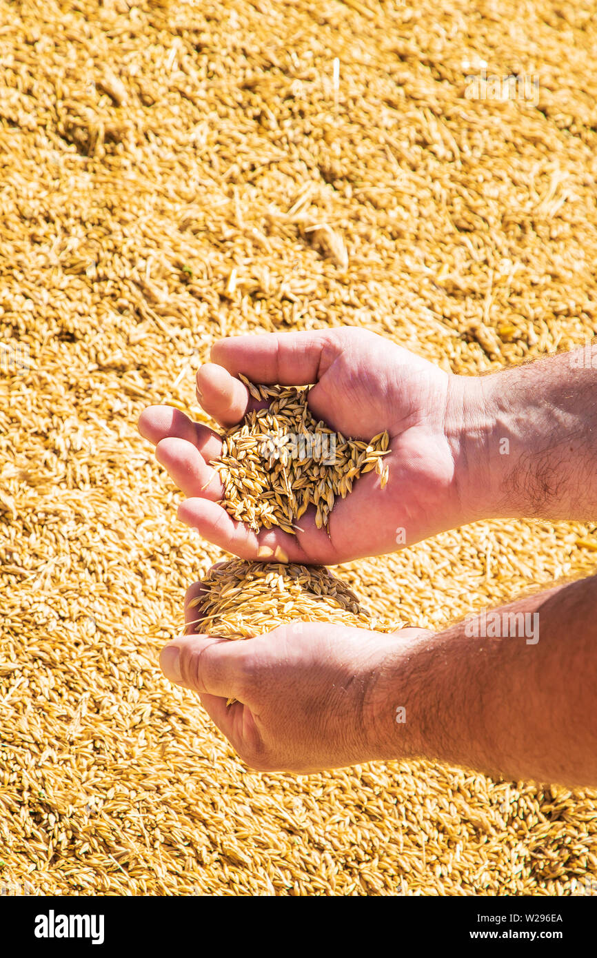 Male hands holding wheat grain. Harvest, agriculture Stock Photo - Alamy