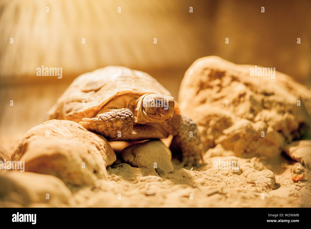 Loggerhead sea turtles crawling to the sea Stock Photo - Alamy