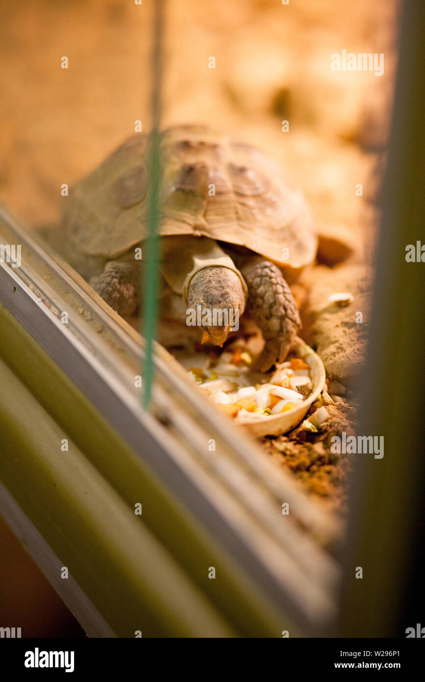 Loggerhead sea turtles crawling to the sea Stock Photo - Alamy