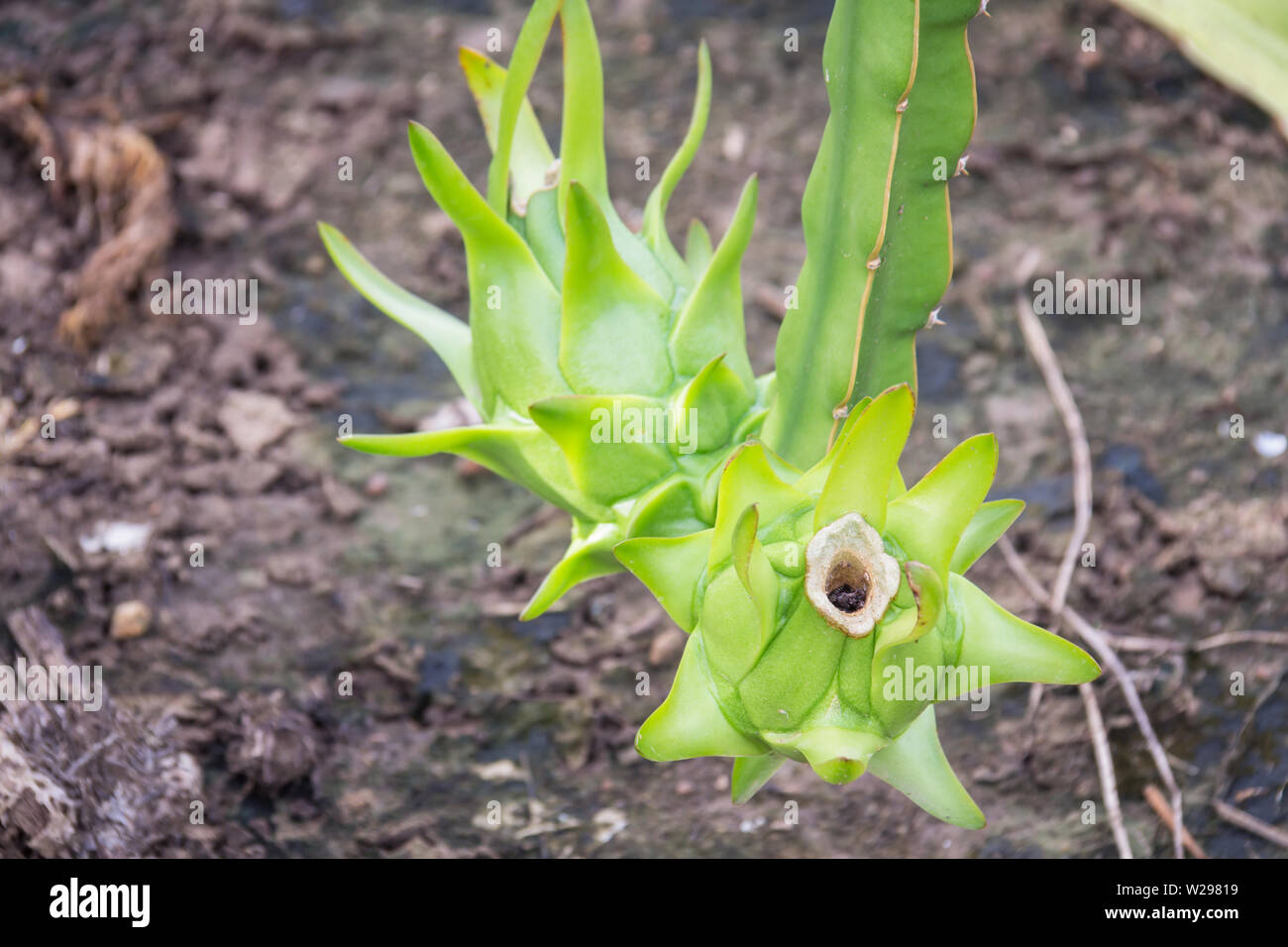 Green dragon flower in the garden Stock Photo - Alamy
