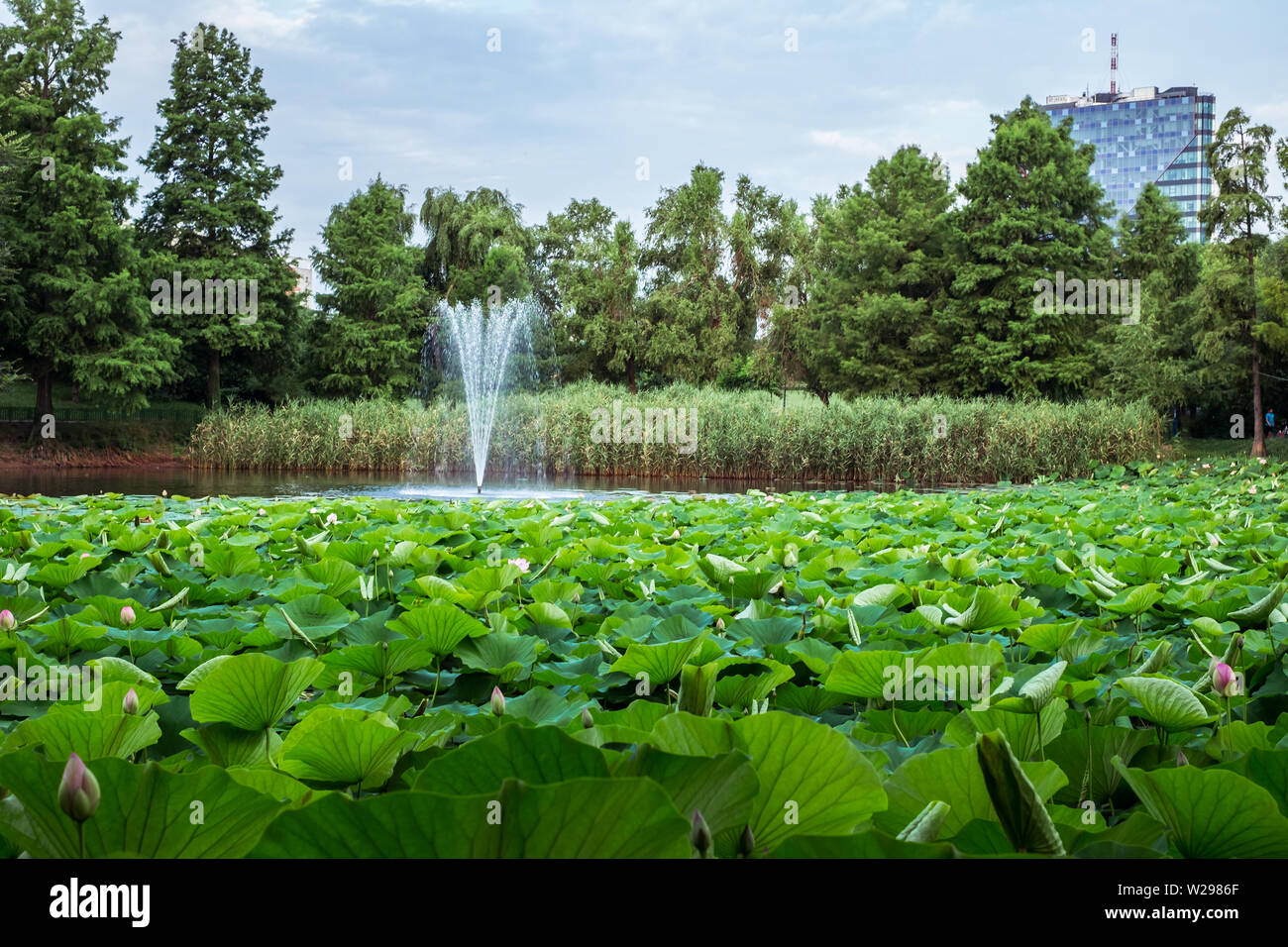 Egyptian lotus on the Lake from the Circus park, Bucharest, Romania ...