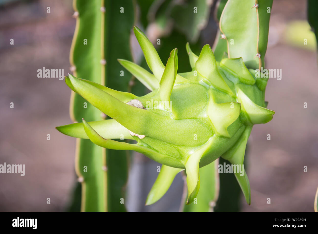 Green dragon flower in the garden Stock Photo - Alamy