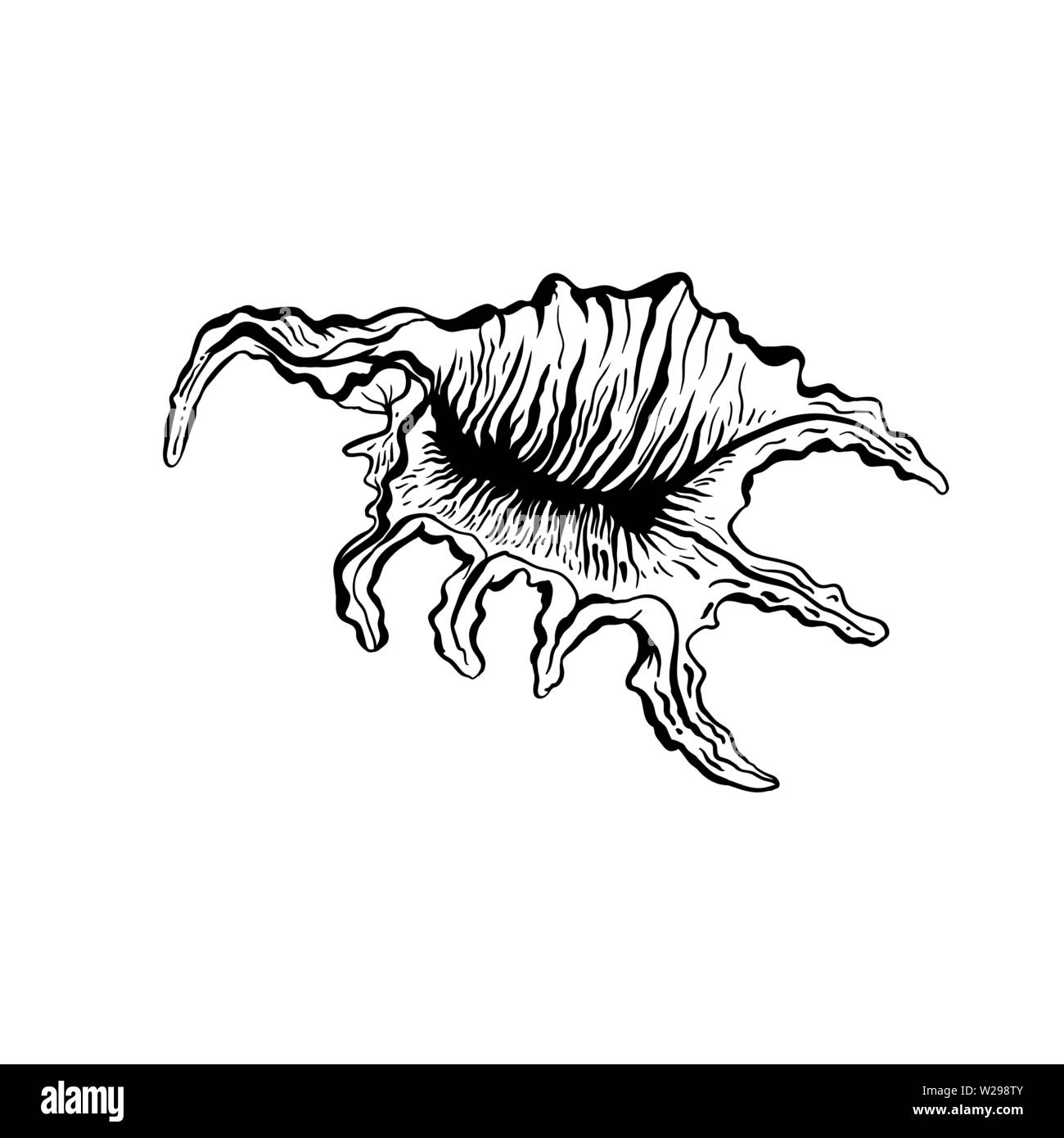 Angular murex seashell hand drawn illustration. Seashore conch, mollusk ...