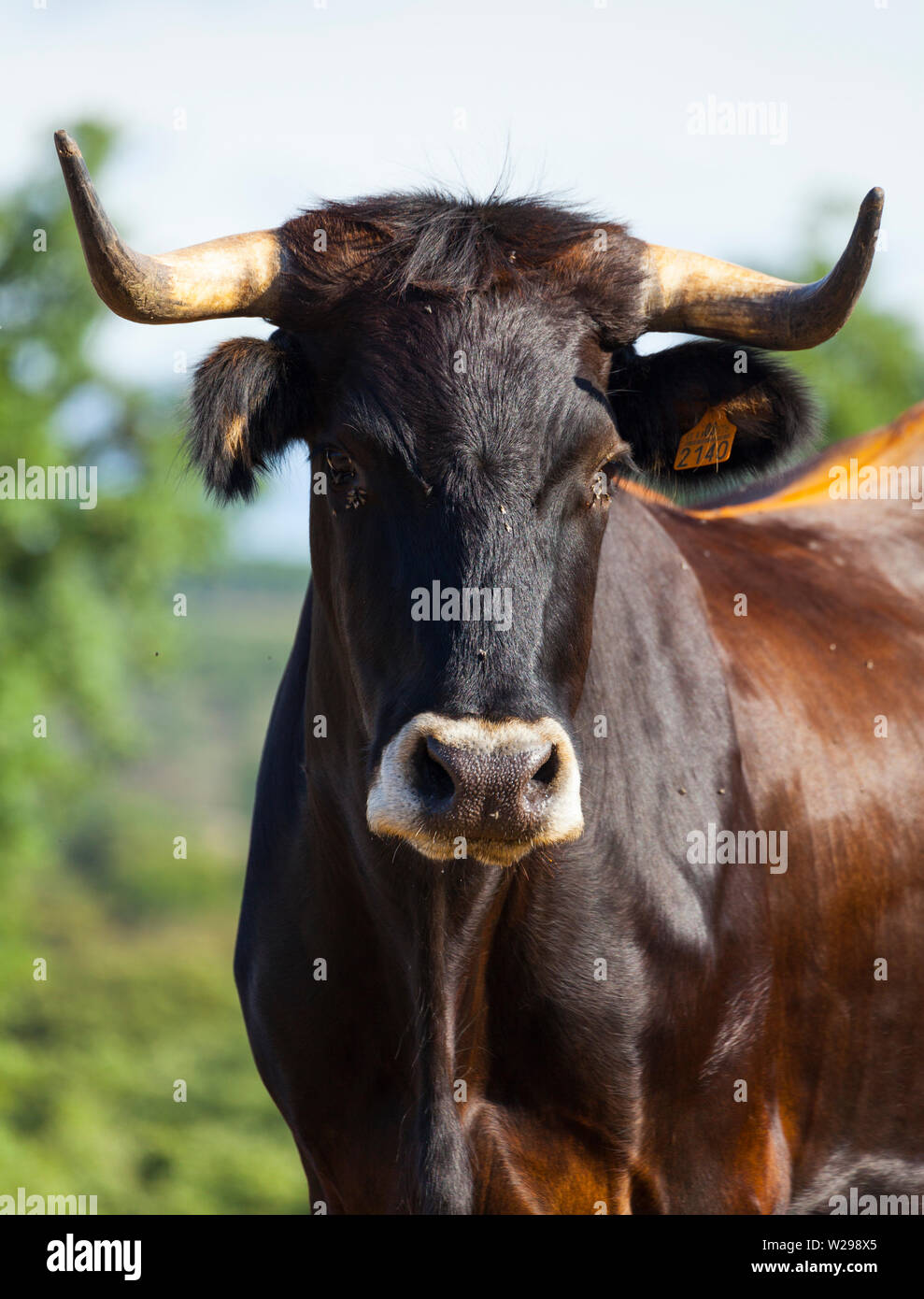 Sayaguesa cattle hi-res stock photography and images - Alamy