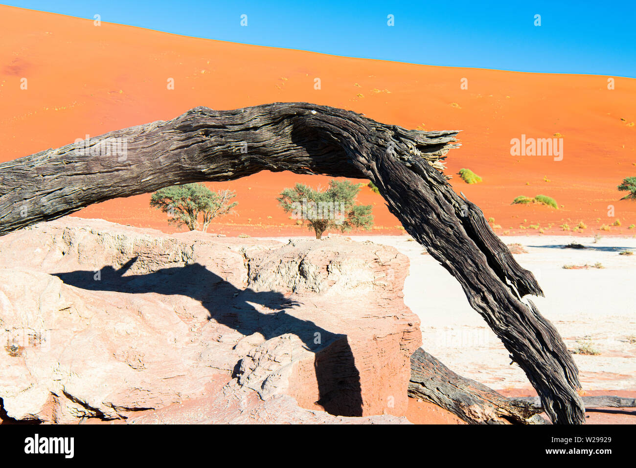 Camel thorn trees in the clay pan of Deadvlei, at Soussusvlei, Namibia ...