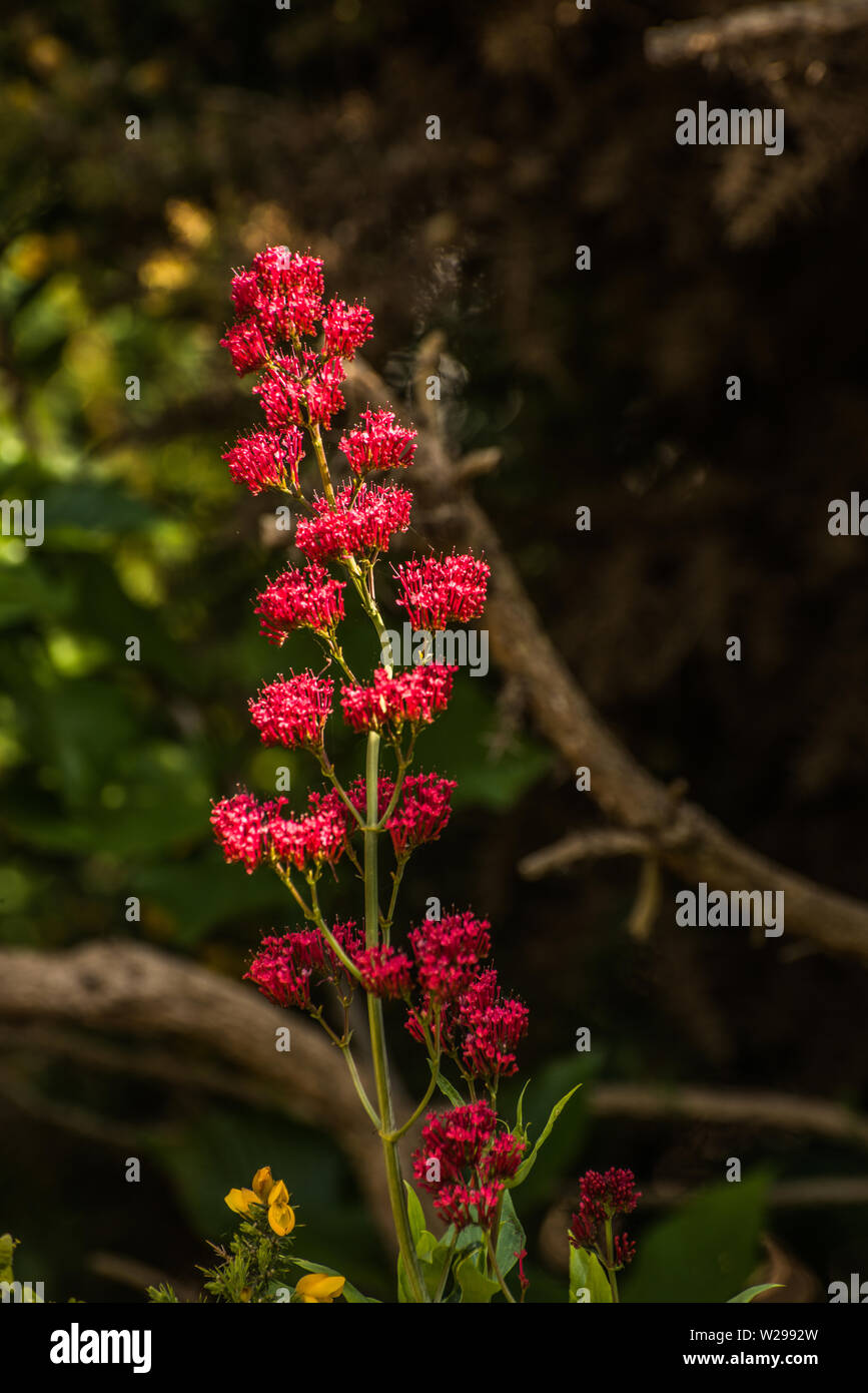 garden flowers colour spring Ray Boswell Stock Photo - Alamy