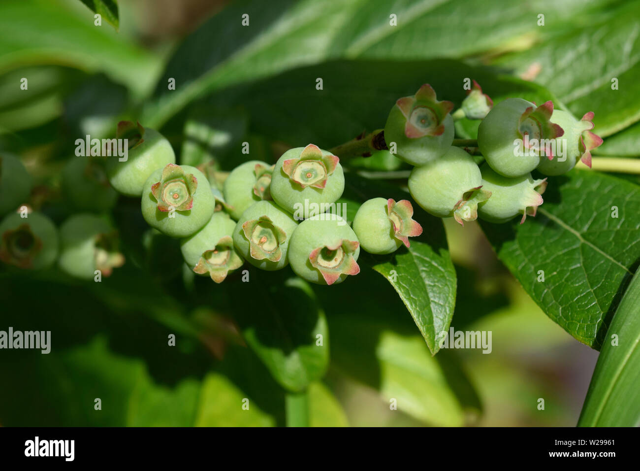 Growing gardens hi-res stock photography and images - Alamy