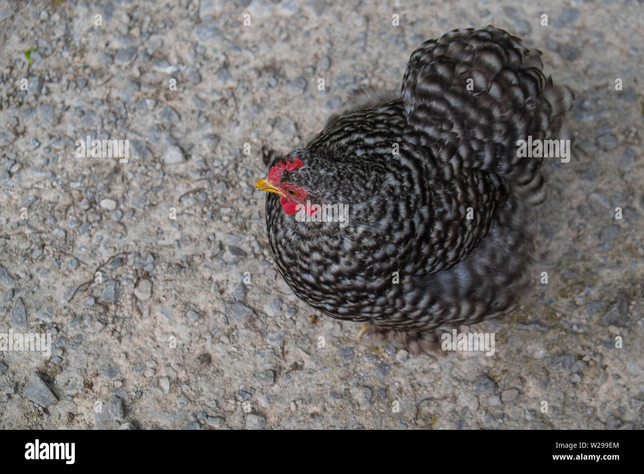 Black & white speckled hen Stock Photo - Alamy