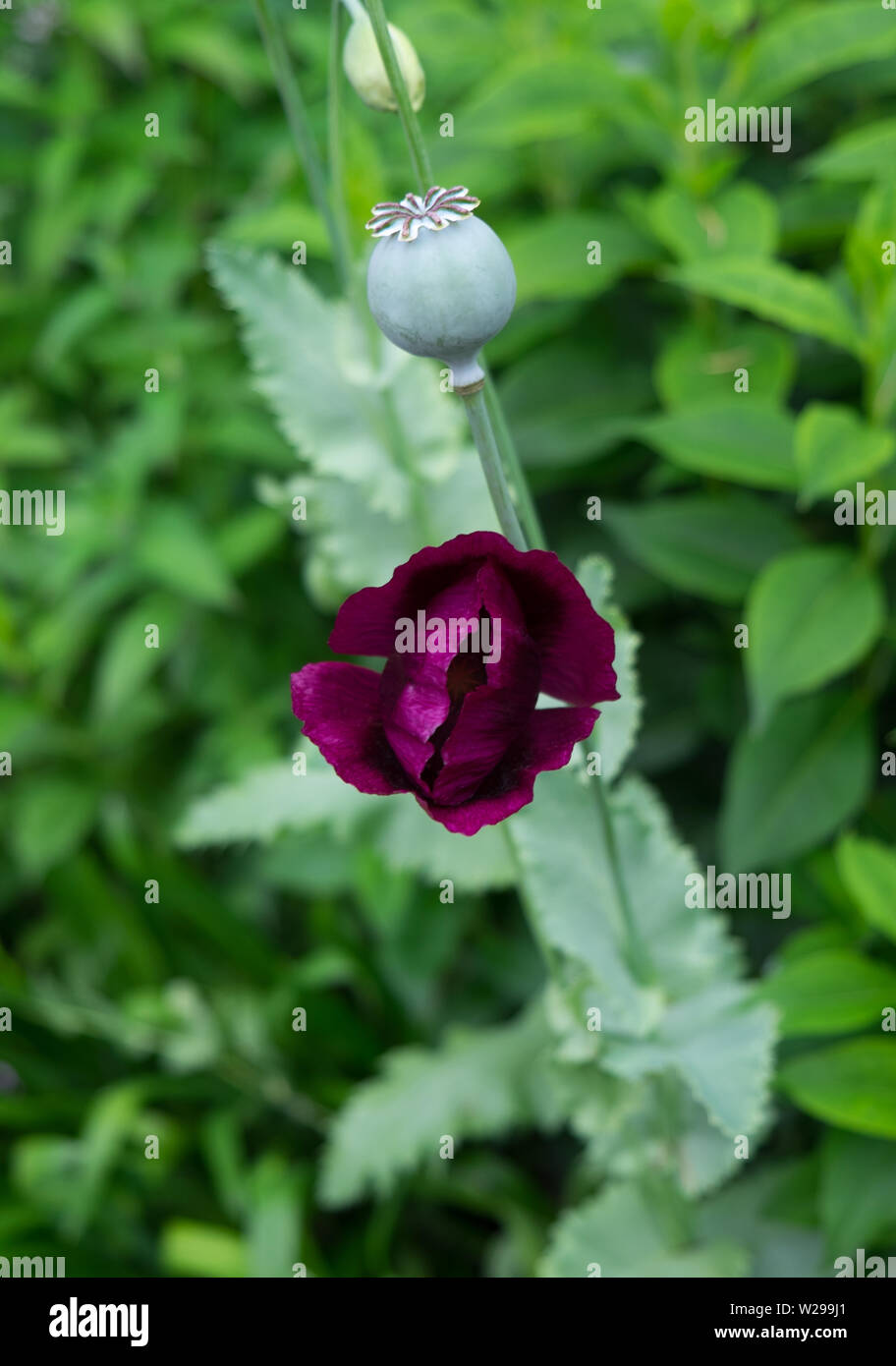 Purple poppy remembrance hi-res stock photography and images - Alamy