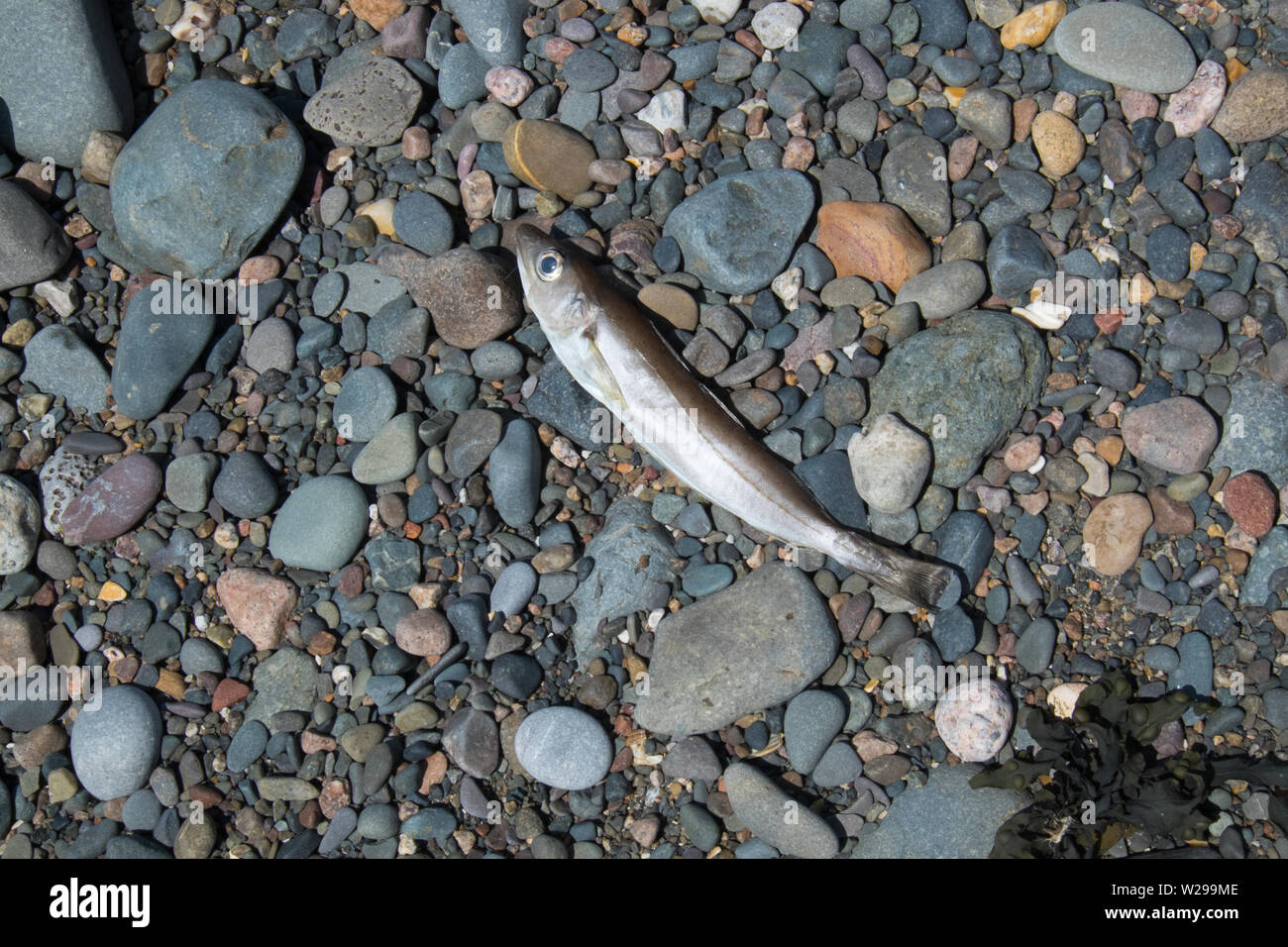 Fish killed water pollution hi-res stock photography and images - Alamy