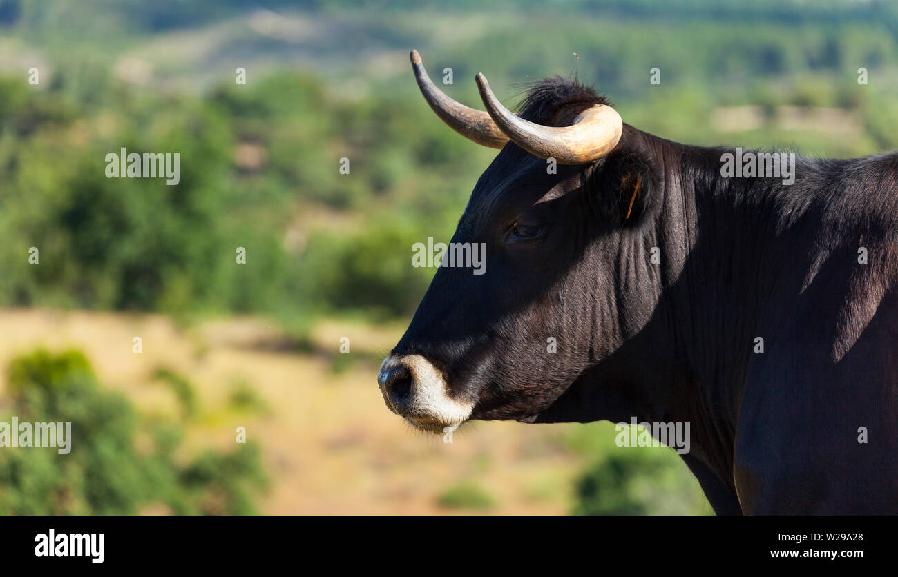 Sayaguesa Cattle