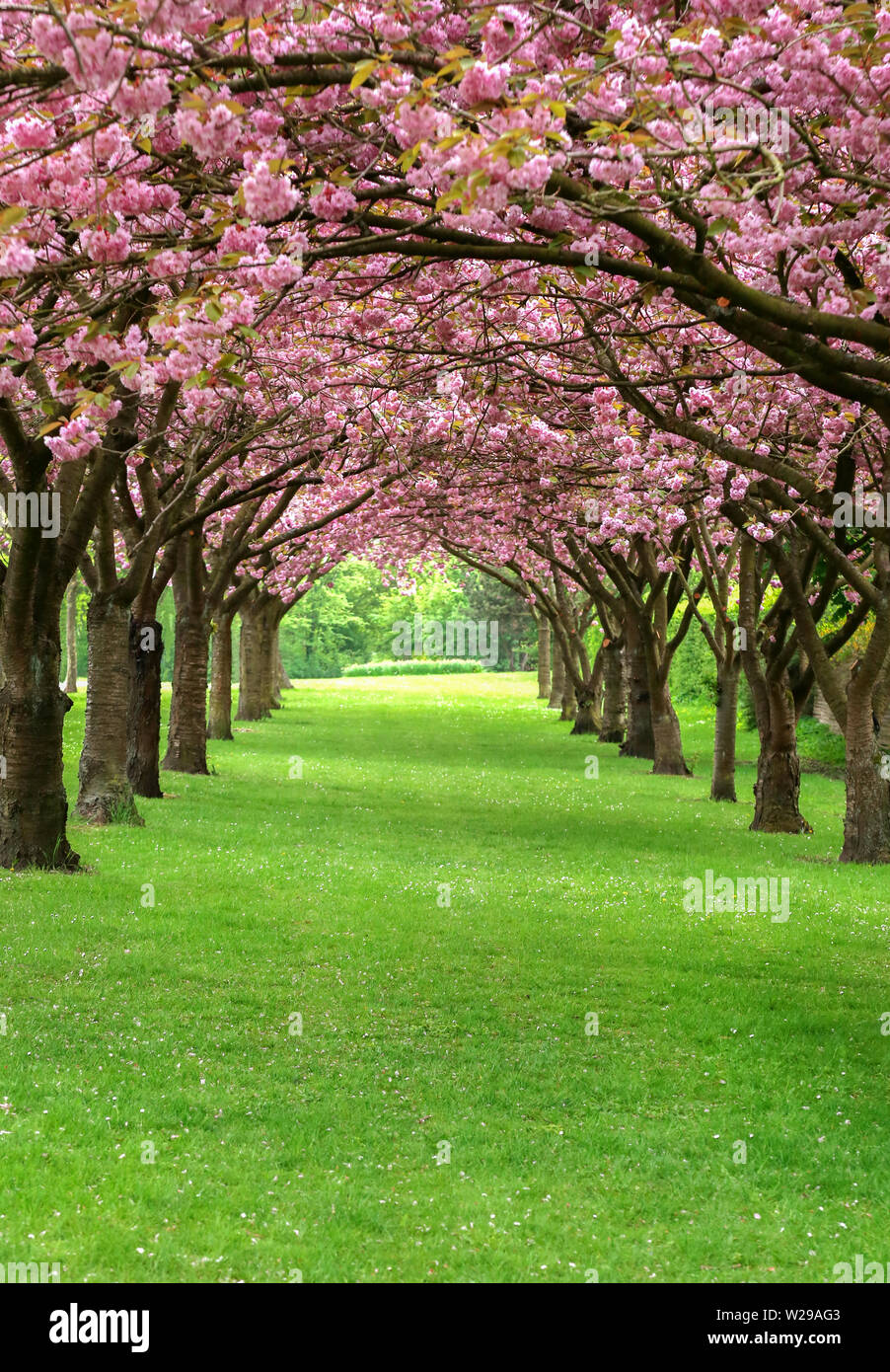 Cherry blossom in a park of Copenhagen Denmark Stock Photo - Alamy