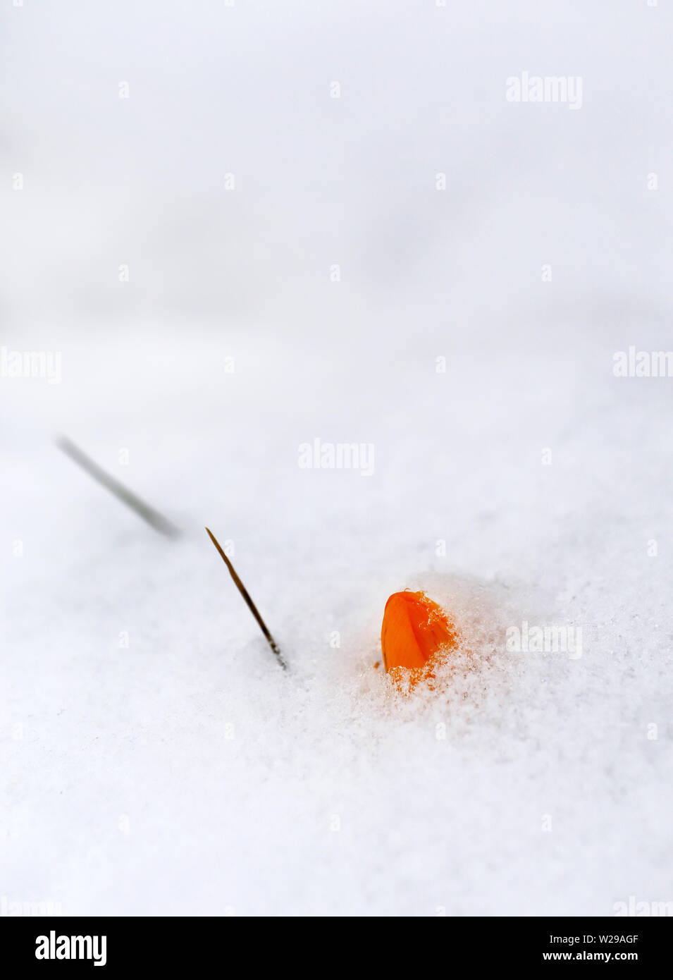 Yellow crocus flowers emerging hi-res stock photography and images - Alamy