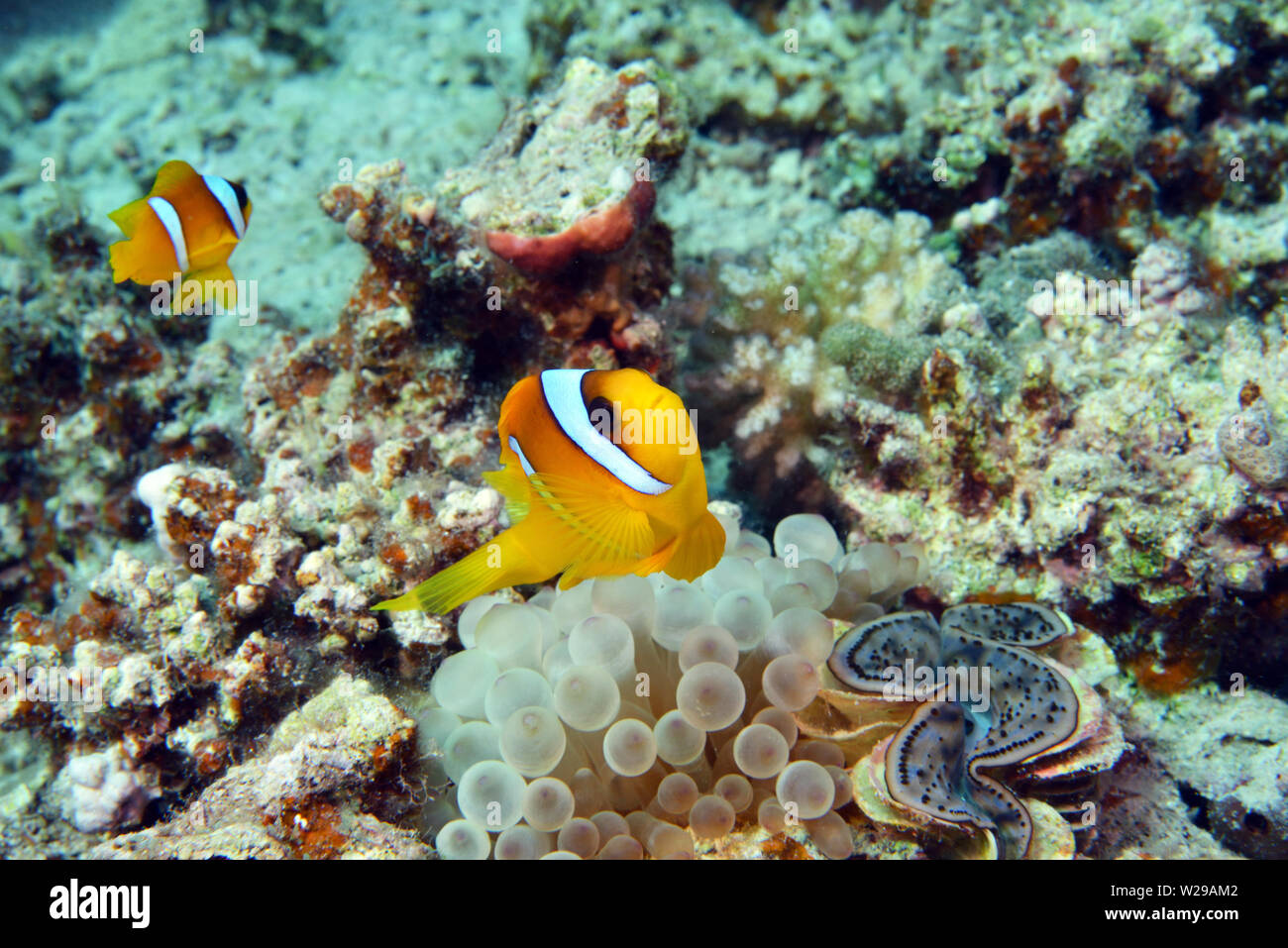 Underwater Reef In The Red Sea High Resolution Stock Photography and ...