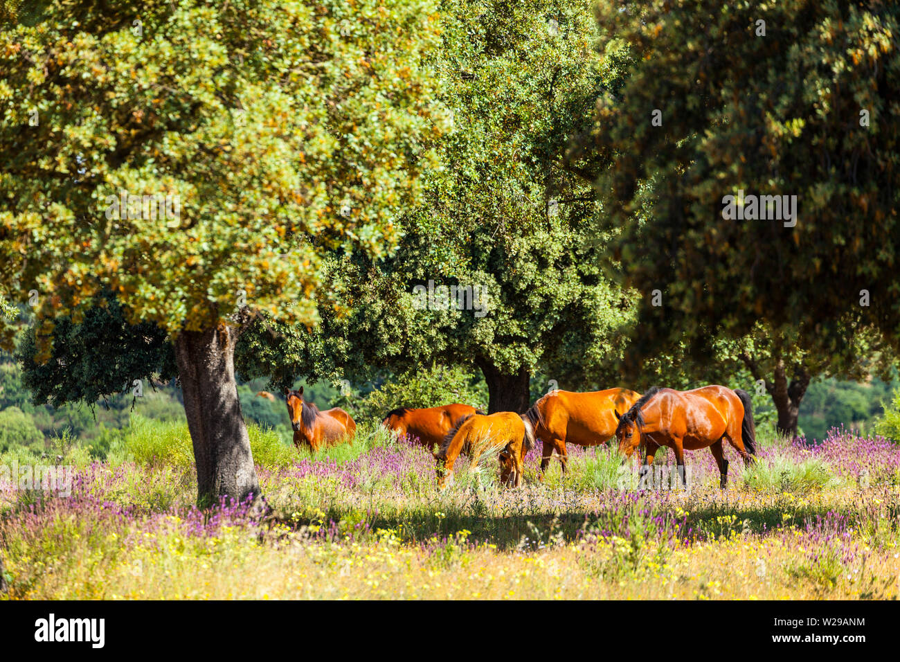 HORSE - CABALLO (Equus ferus caballus), Campanarios de Azaba Biological ...
