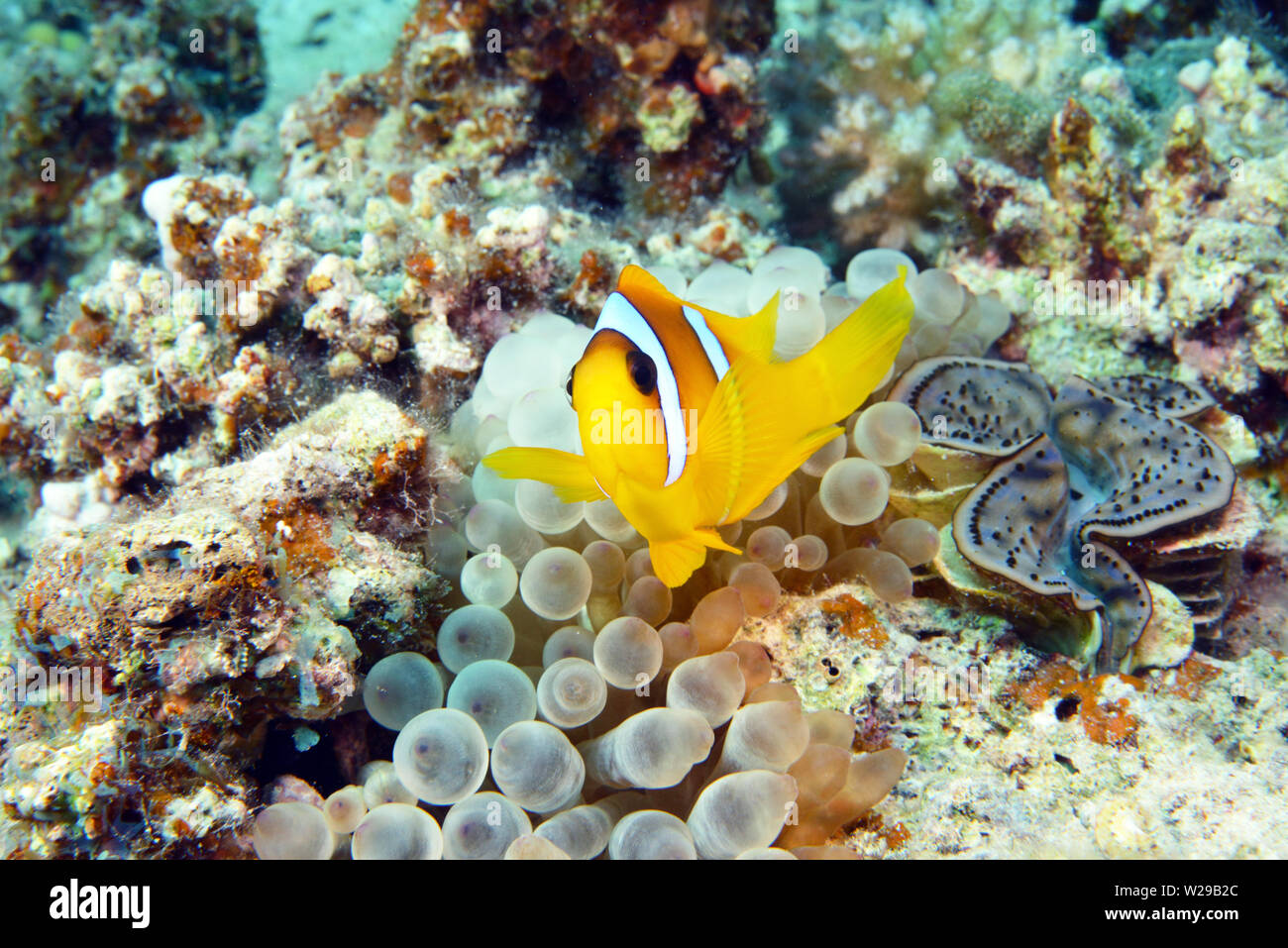 Underwater Reef In The Red Sea High Resolution Stock Photography and ...