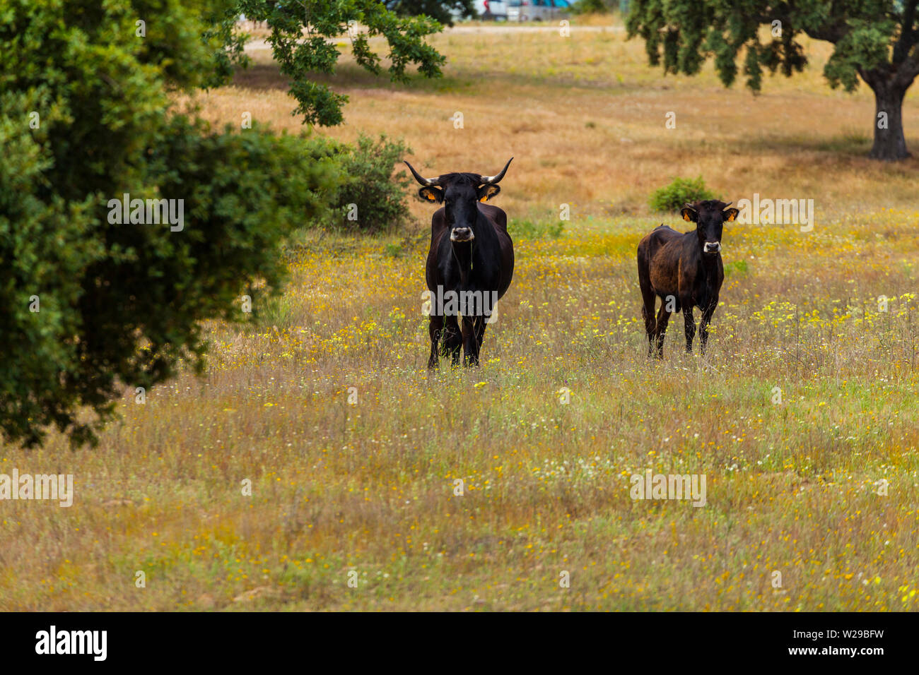 Sayaguesa cattle hi-res stock photography and images - Alamy