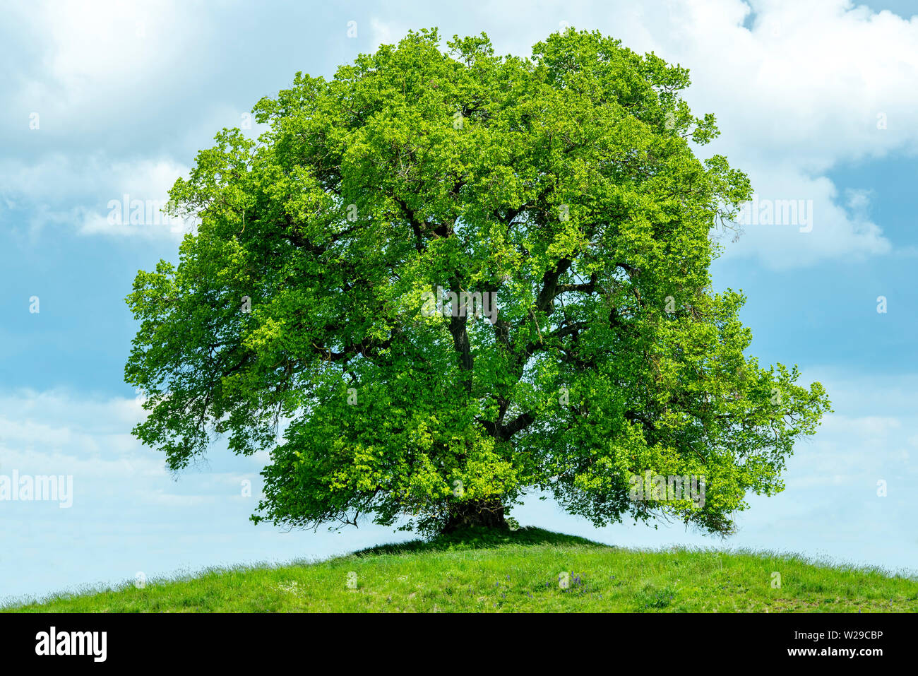 single big linden tree Stock Photo - Alamy