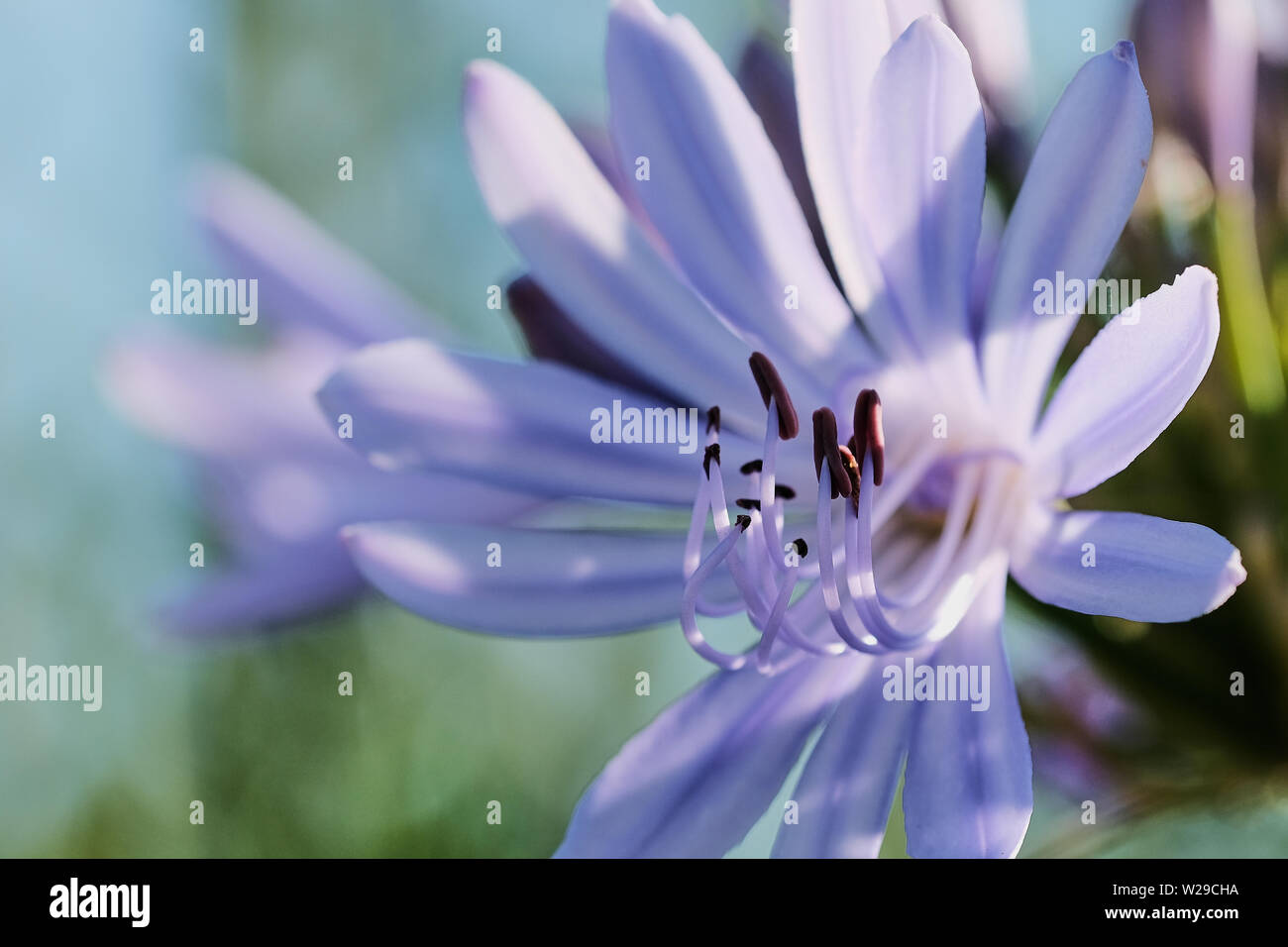 Blue lily hi-res stock photography and images - Alamy
