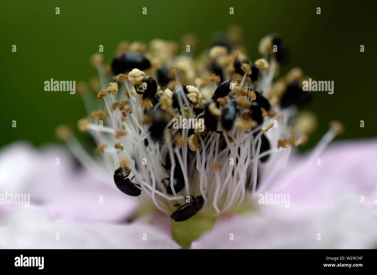 Pollination by beetles hi-res stock photography and images - Alamy