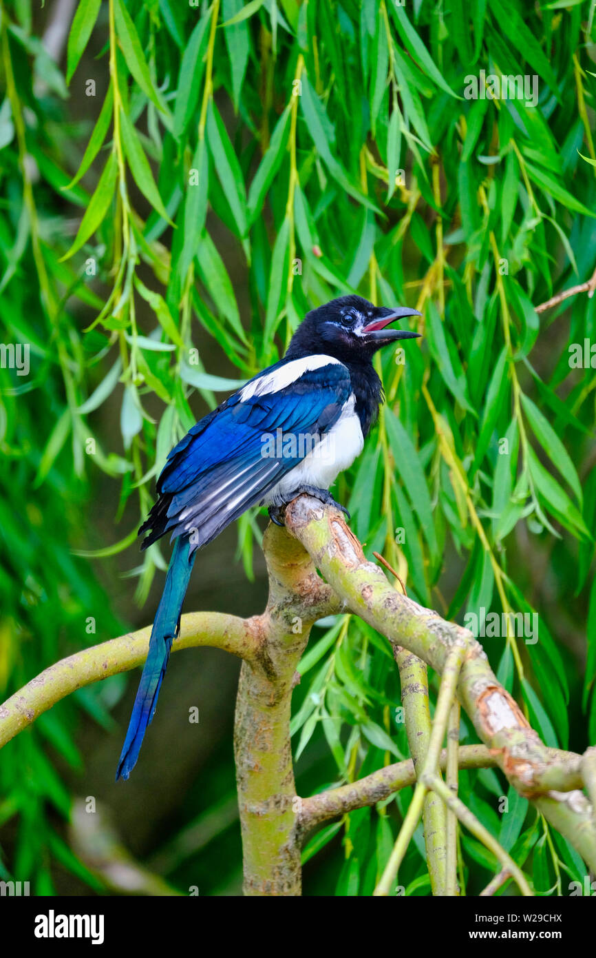 West Sussex, UK. Newly fledged Magpie (Pica pica)with mouth slightly ...
