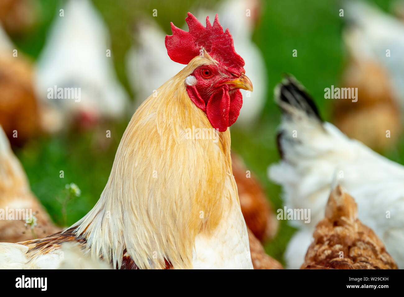 free living chicken on farmland Stock Photo - Alamy