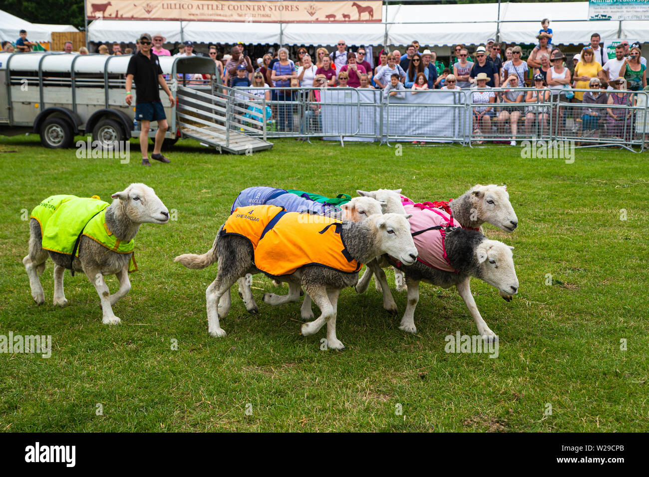 90th Kent County Show, Detling, 6th July 2019. Sheep racing at the show ...