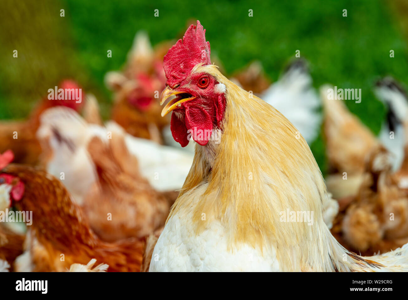 free living chicken on farmland Stock Photo - Alamy