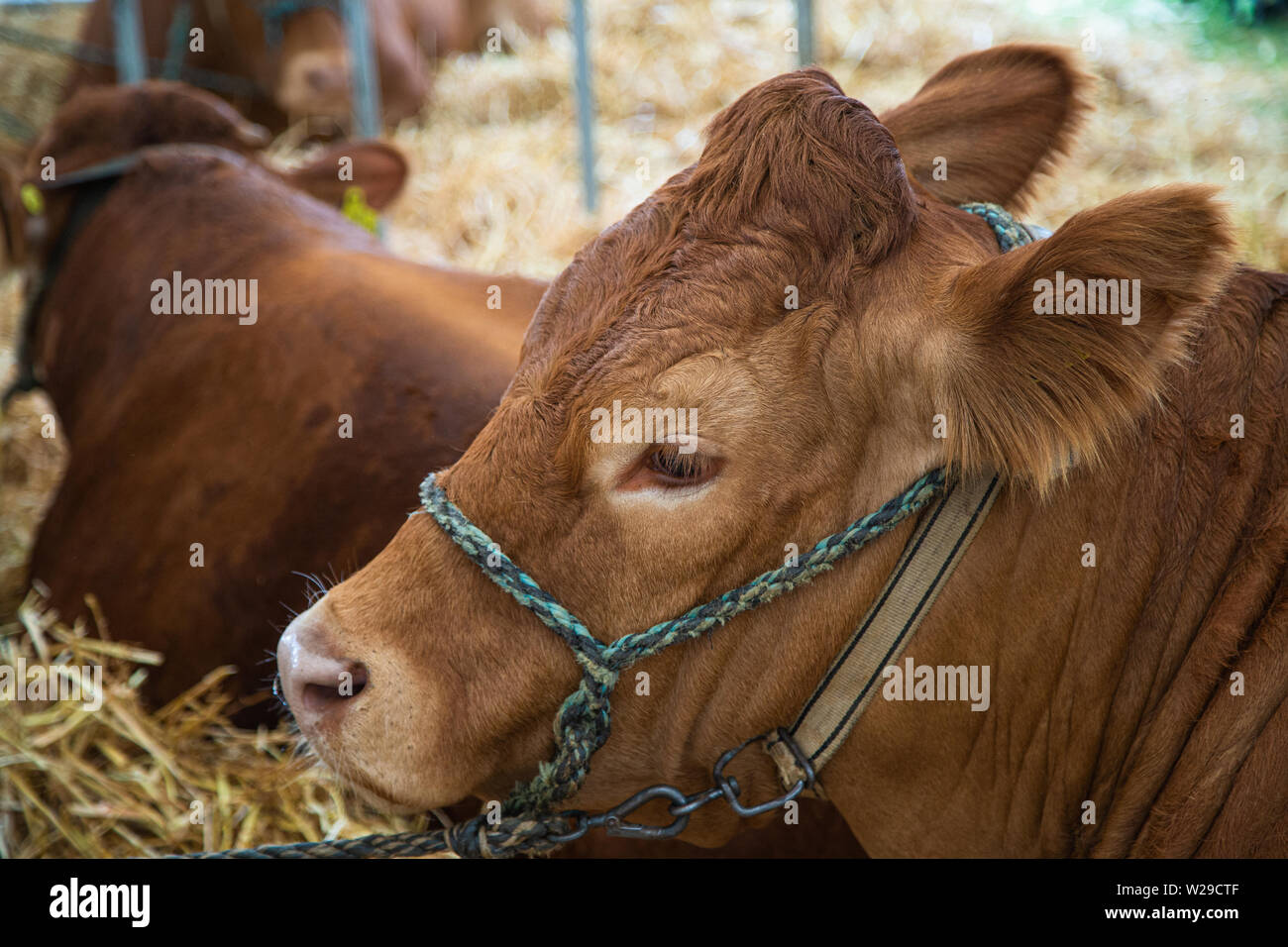 90th Kent County Show, Detling, 6th July 2019. Cattle resting in ...