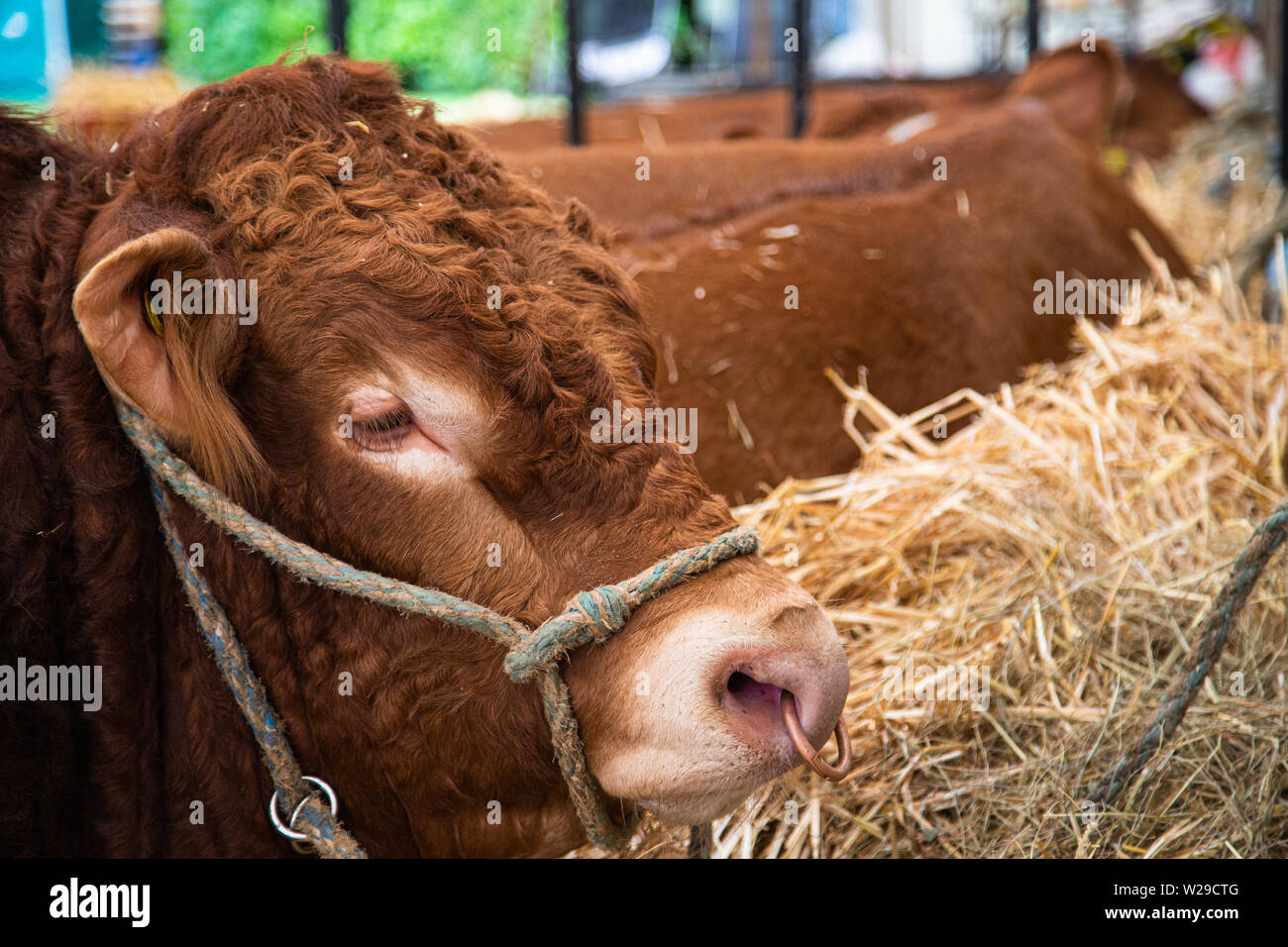 90th Kent County Show, Detling, 6th July 2019. Cattle resting in ...