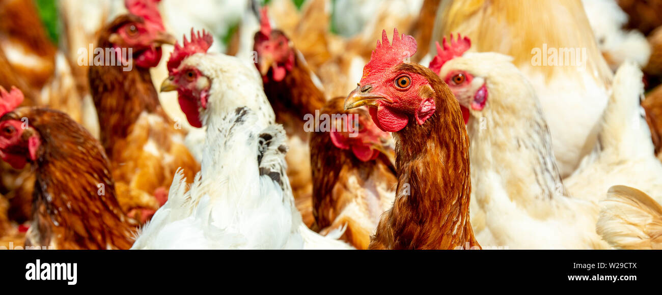 free living chicken on farmland Stock Photo - Alamy