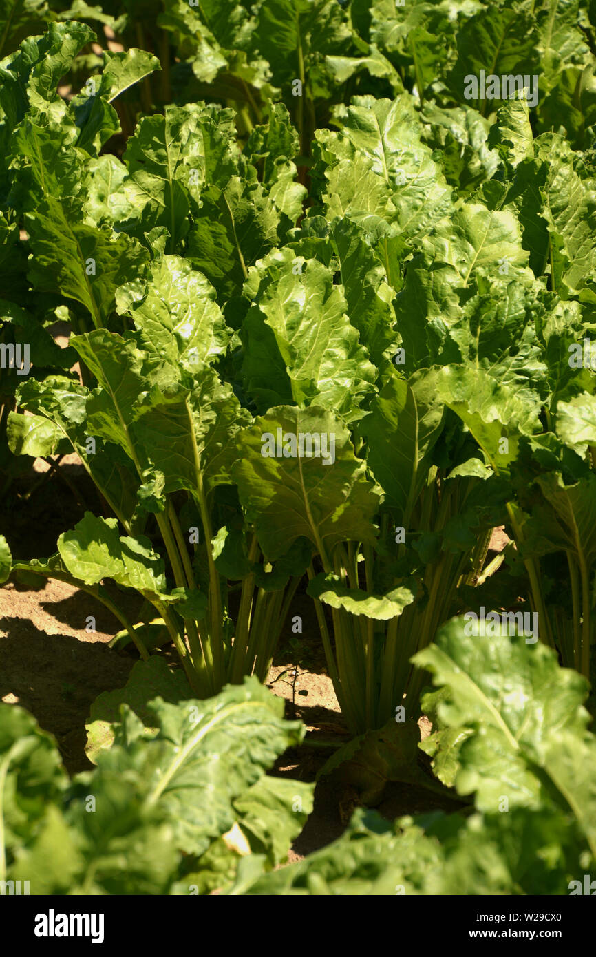 beta vulgaris leaves on field in bavaria in july macro shot ...