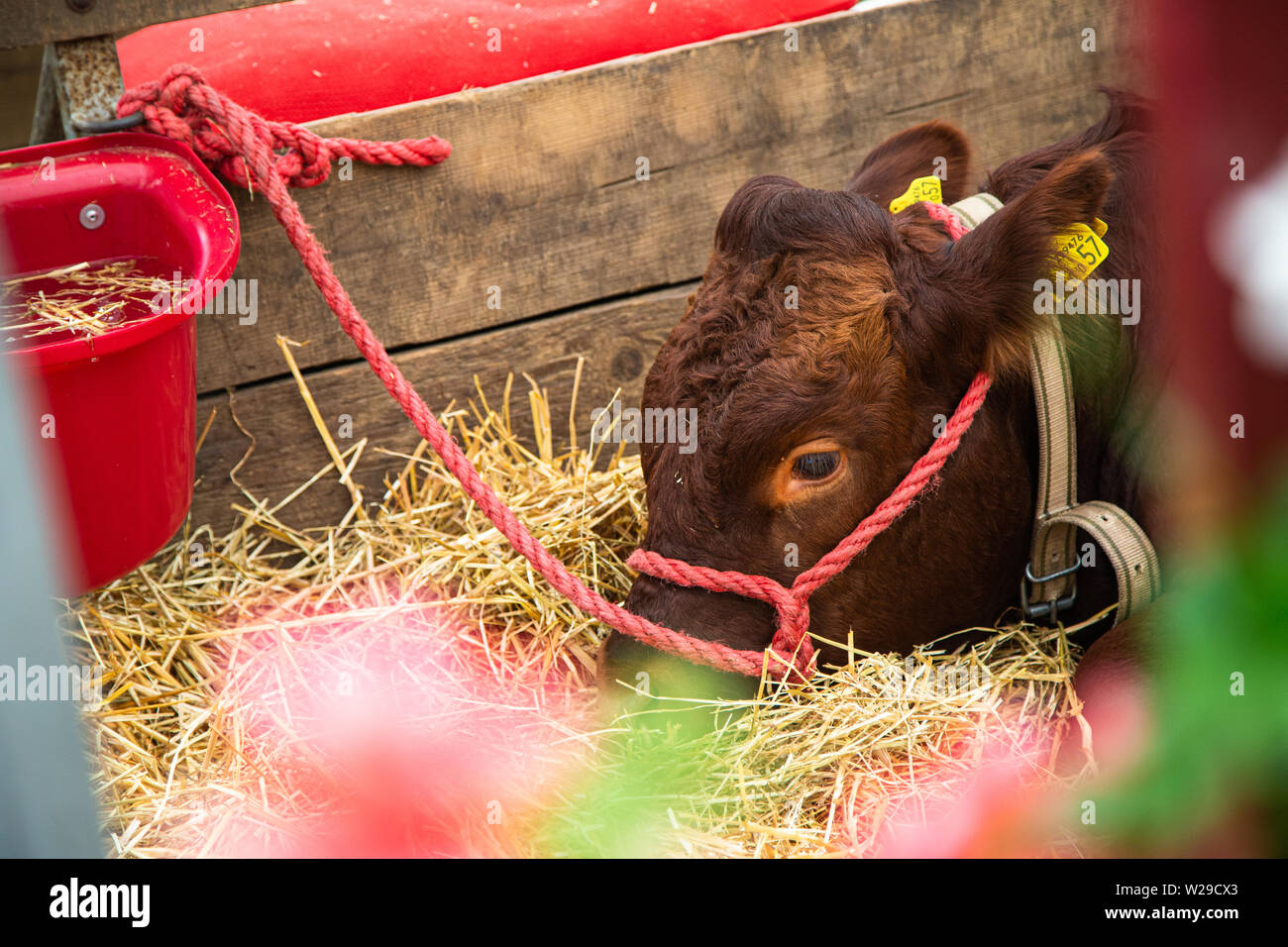 90th Kent County Show, Detling, 6th July 2019. Cattle resting in ...