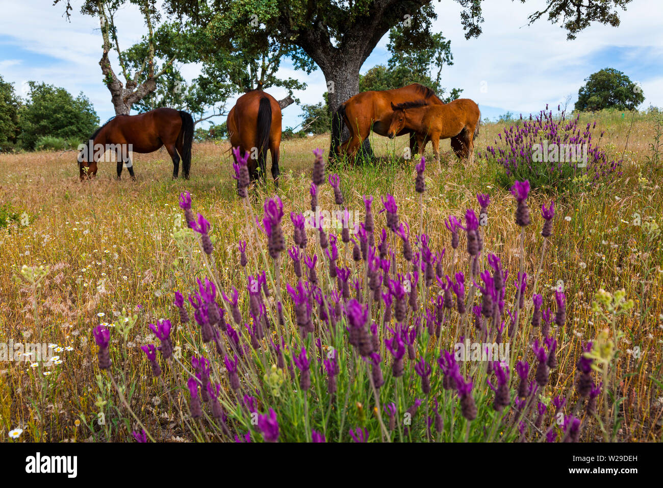 HORSE - CABALLO (Equus ferus caballus), Campanarios de Azaba Biological ...