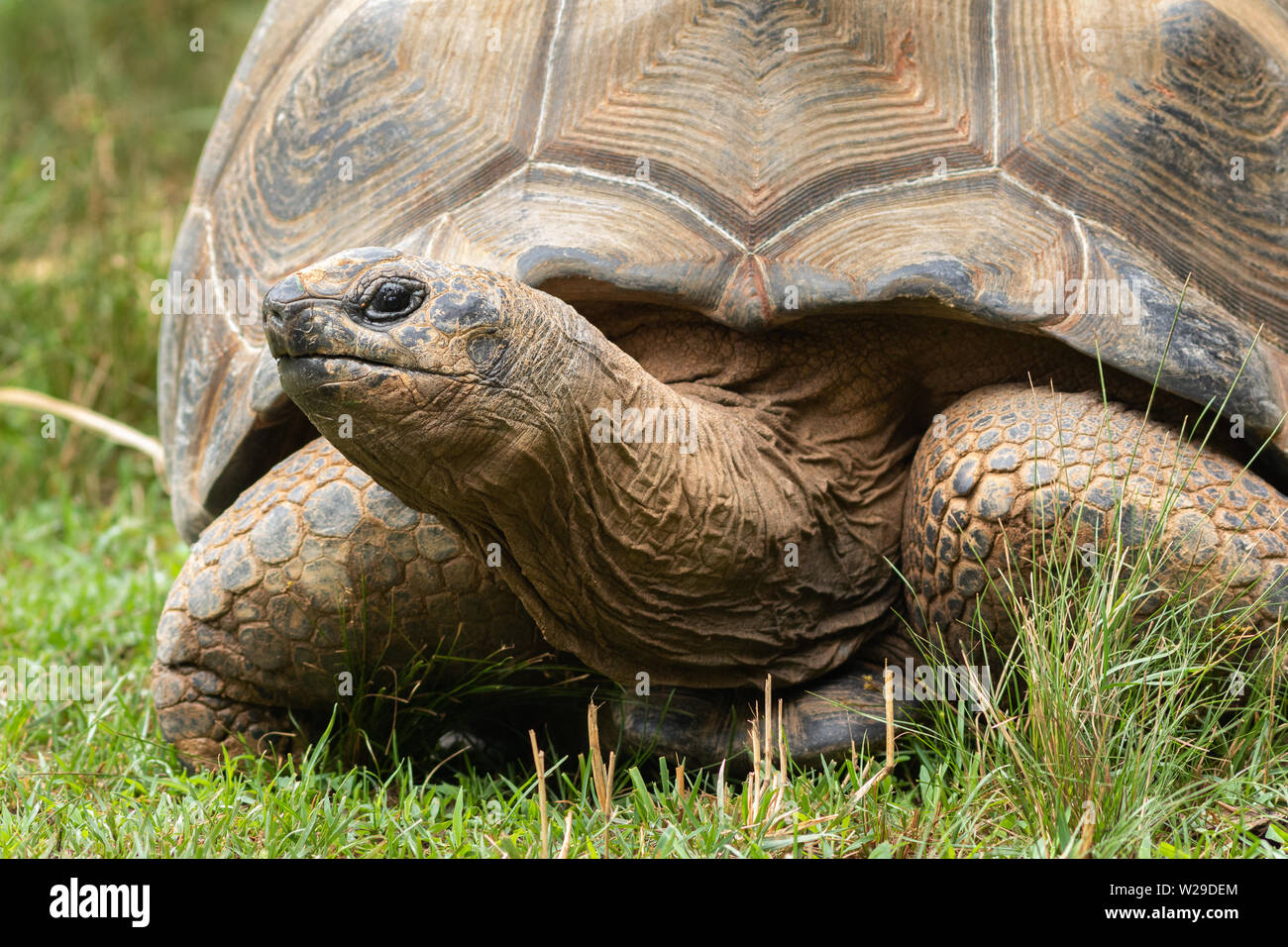 Tortoise neck hi-res stock photography and images - Alamy