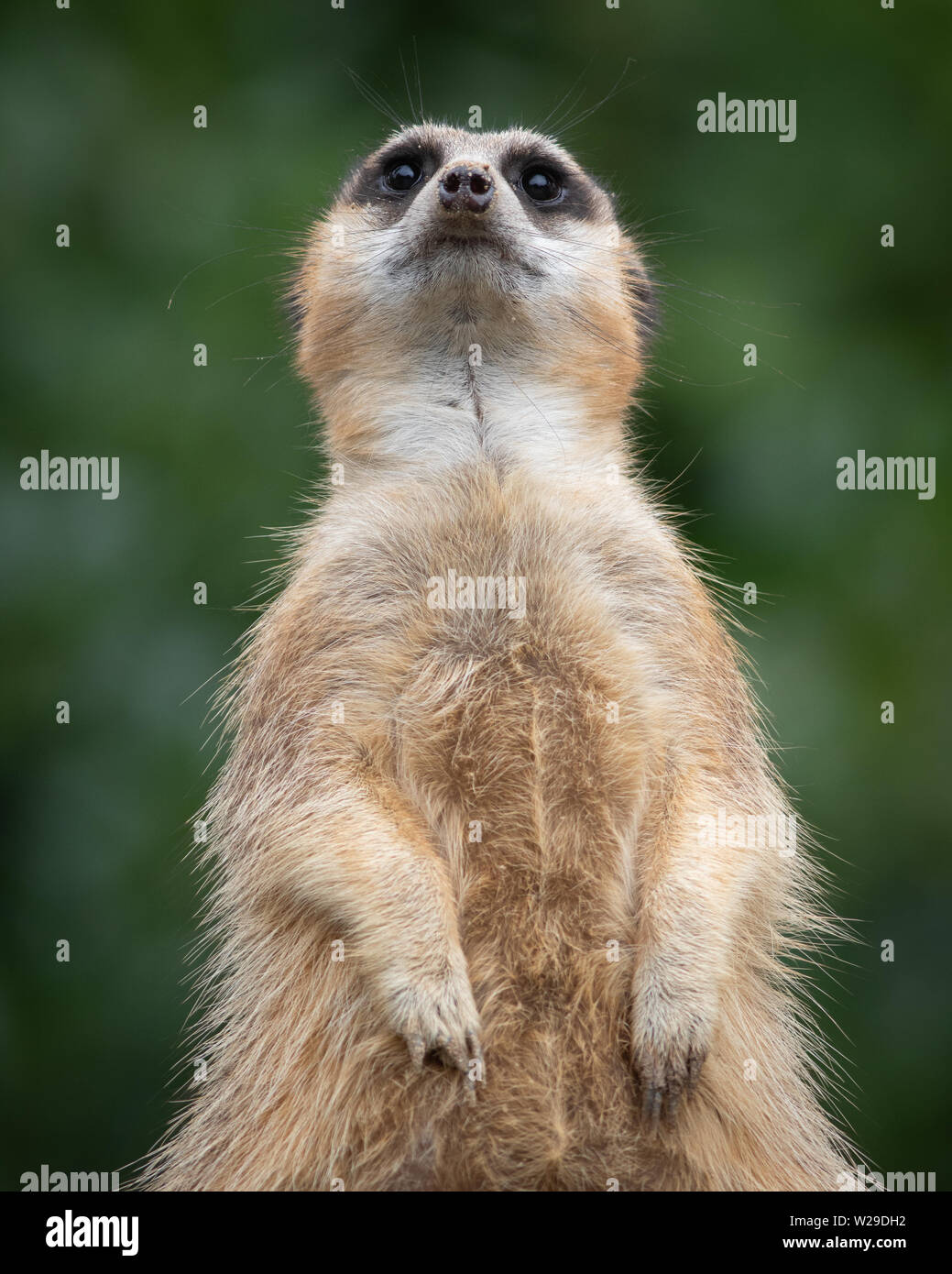 Scout lookout hi-res stock photography and images - Alamy