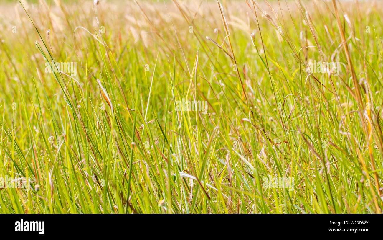 Autumn green and dry grass background texture Stock Photo - Alamy