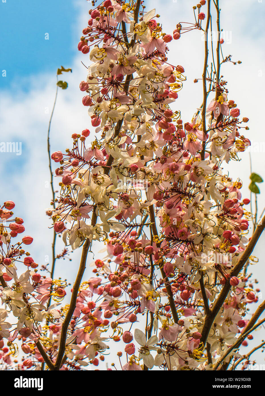 Wishing tree, pink shower, cassia bakeriana craib flower Stock Photo ...