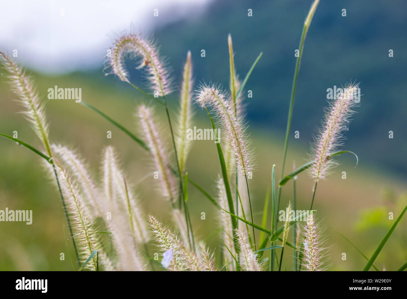 Gramineae grass hi-res stock photography and images - Alamy