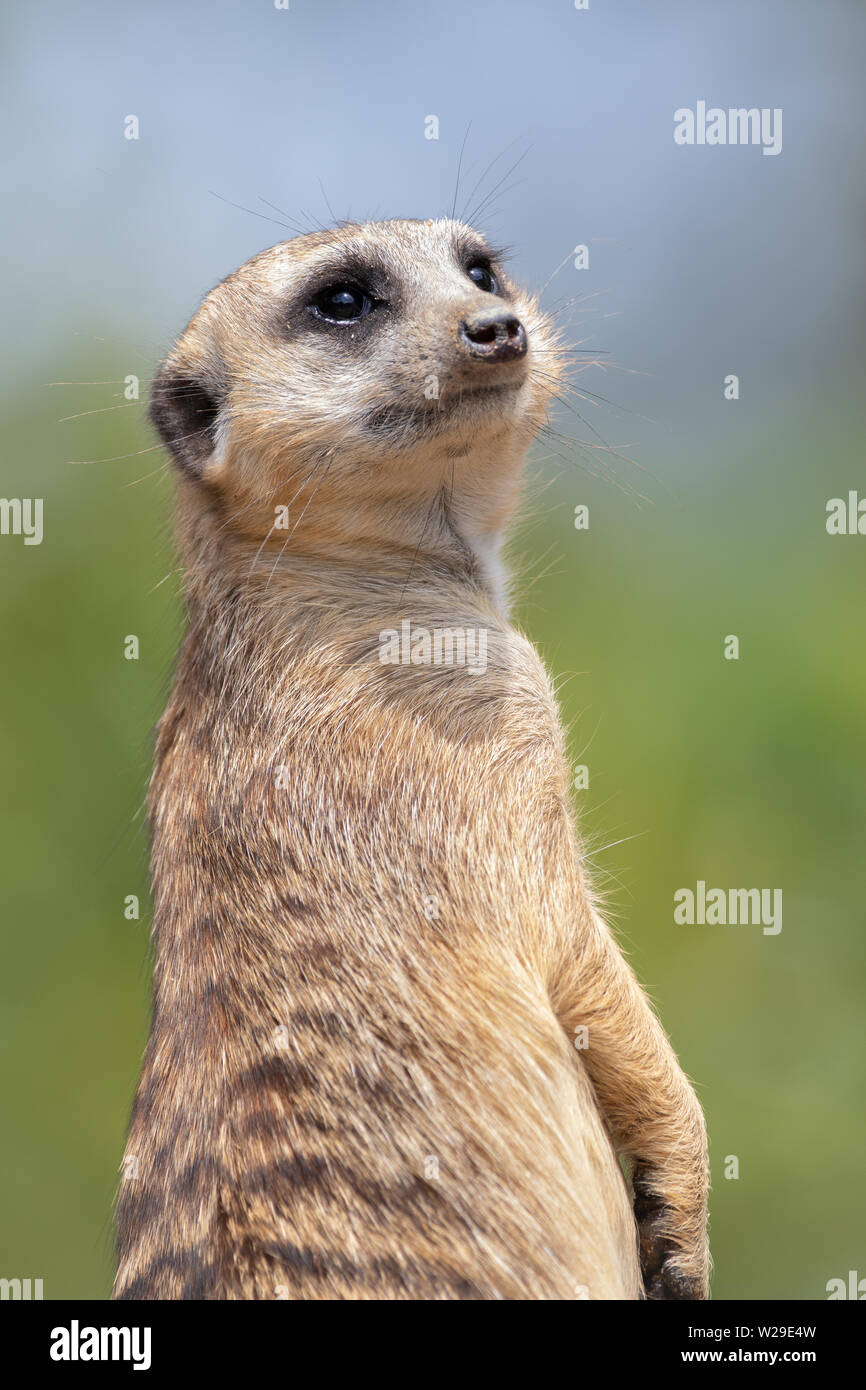 Scout lookout hi-res stock photography and images - Alamy