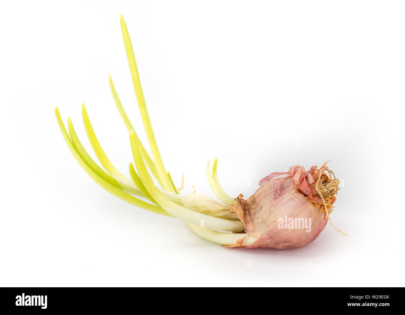 The growing onion bulb with fresh green sprouts on white background ...