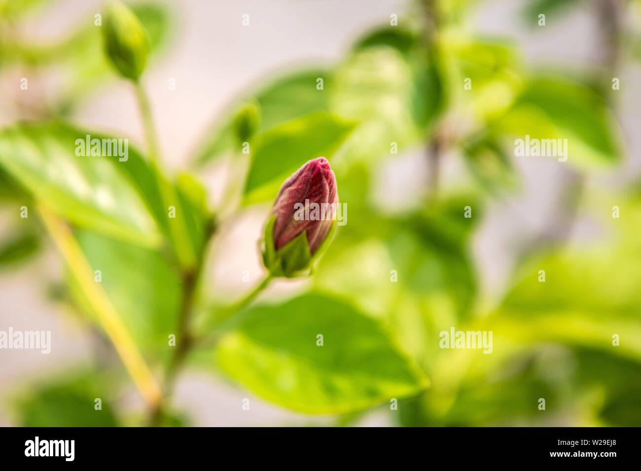 A Young red hibiscus flower in garden Stock Photo - Alamy