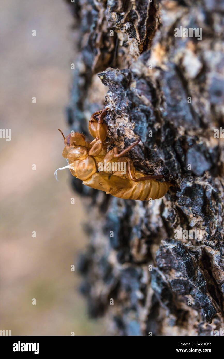 Cicada shell on the tree bark in the forest Stock Photo - Alamy