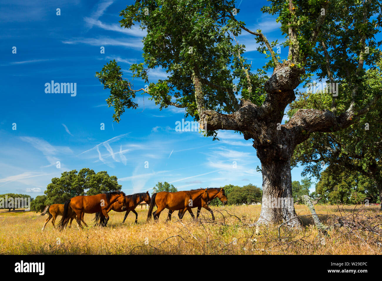 HORSE - CABALLO (Equus ferus caballus), Campanarios de Azaba Biological ...