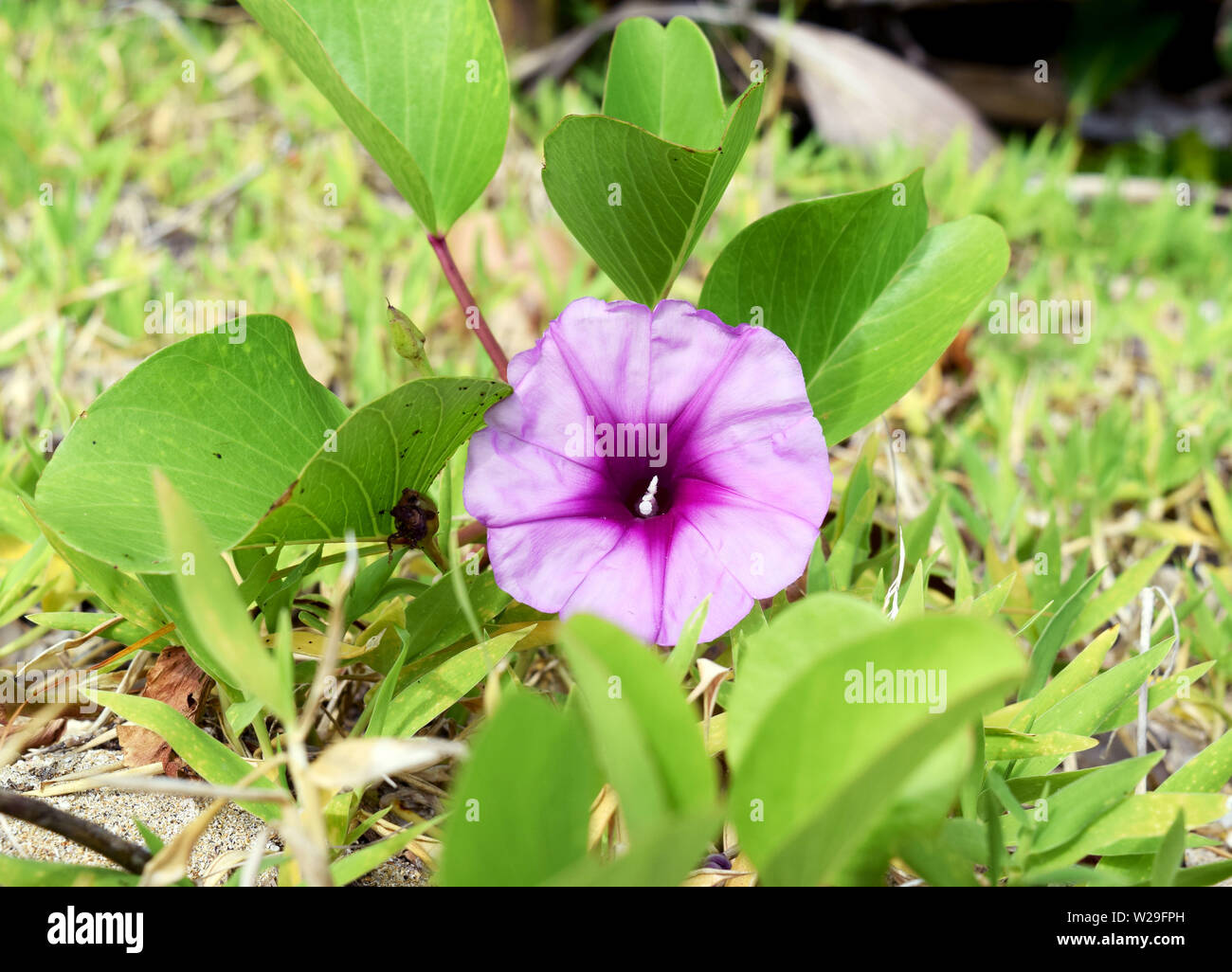 Purple flower creeper hi-res stock photography and images - Alamy