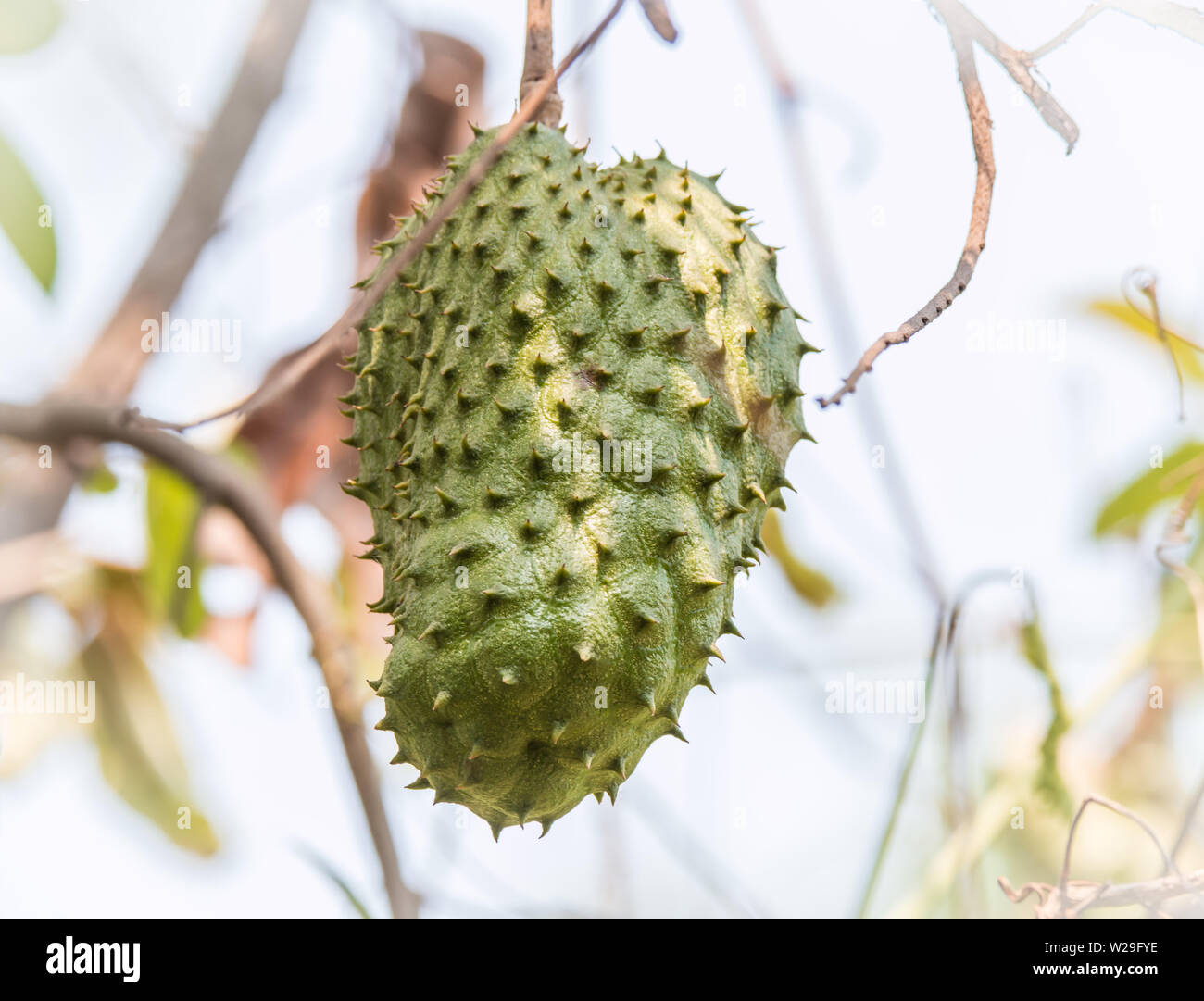 Soursop tree hi-res stock photography and images - Alamy