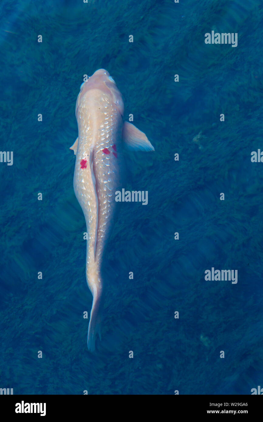 White koi fish in the pond Stock Photo - Alamy