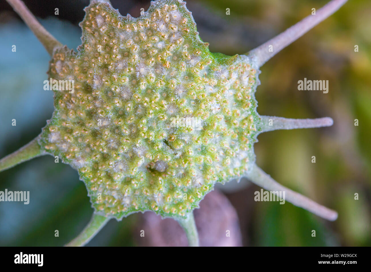 Foetida flower hi-res stock photography and images - Alamy